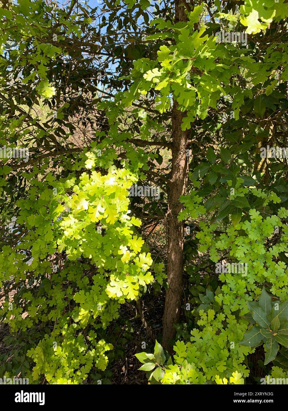 valley oak (Quercus lobata) Plantae Stock Photo - Alamy