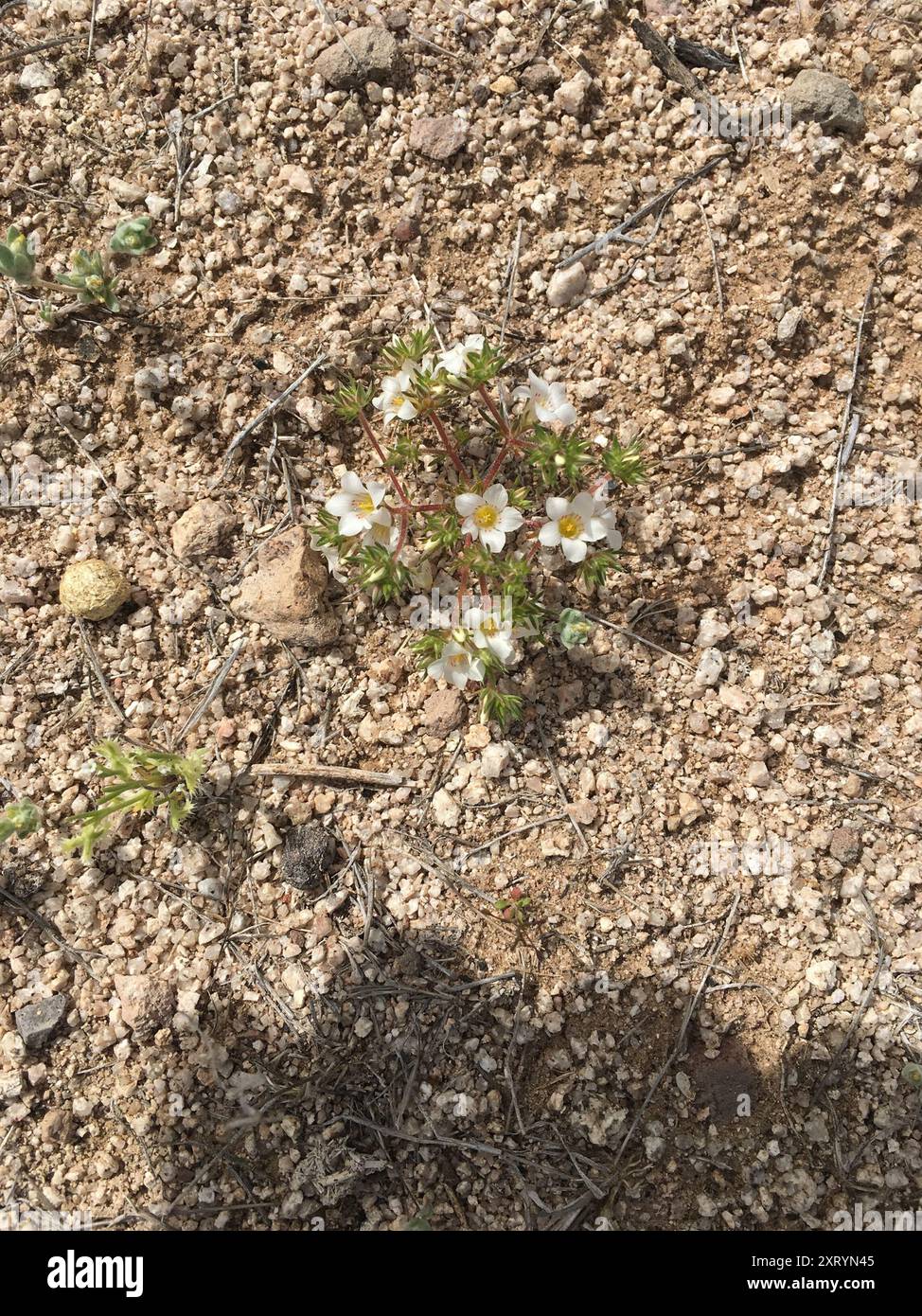 Linanthus demissus hi-res stock photography and images - Alamy