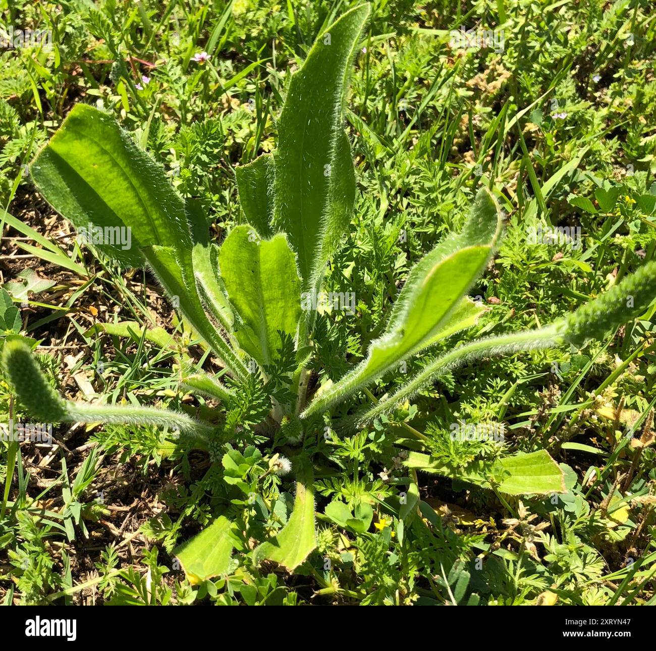 dwarf plantain (Plantago virginica) Plantae Stock Photo - Alamy