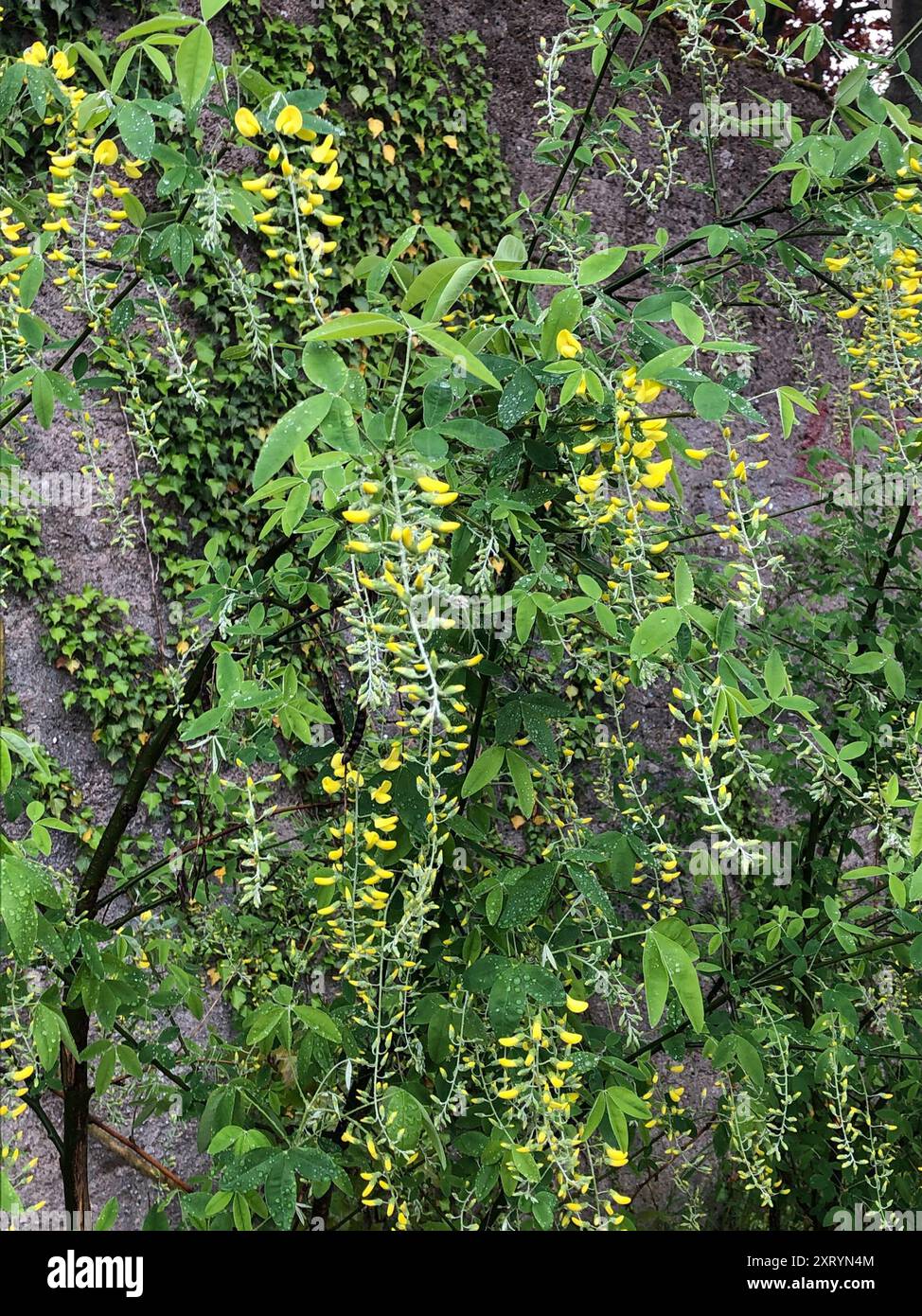 Common Laburnum (Laburnum anagyroides) Plantae Stock Photo - Alamy