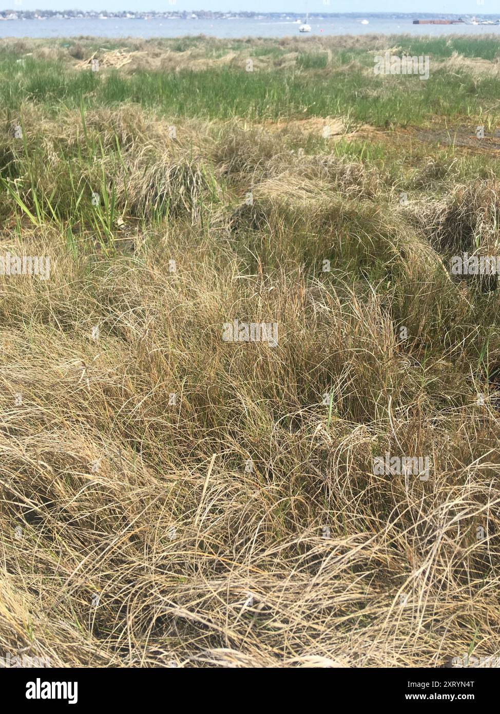 Saltgrass (Distichlis spicata) Plantae Stock Photo - Alamy