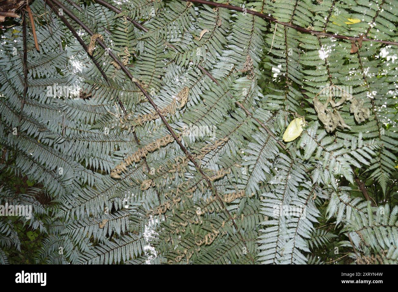 silver fern (Cyathea dealbata) Plantae Stock Photo - Alamy