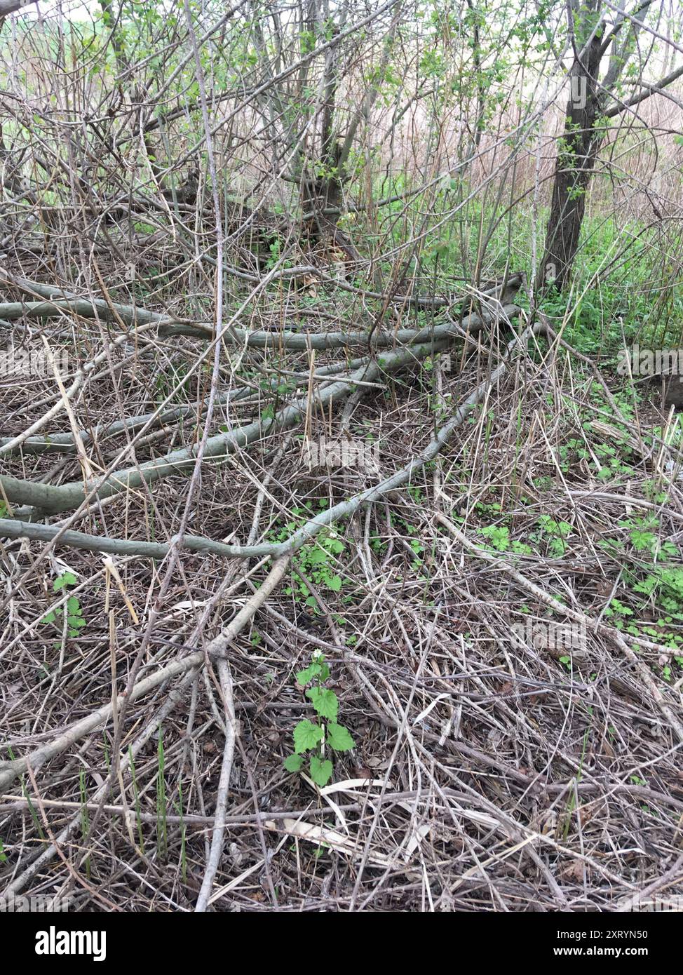 Rusty Willow (Salix atrocinerea) Plantae Stock Photo - Alamy