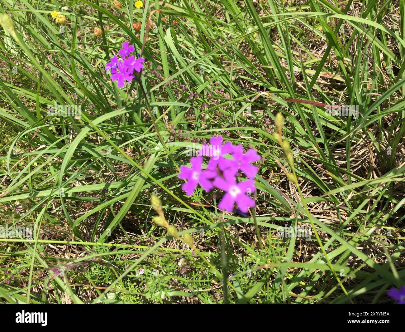 moss verbena (Verbena pulchella) Plantae Stock Photo - Alamy
