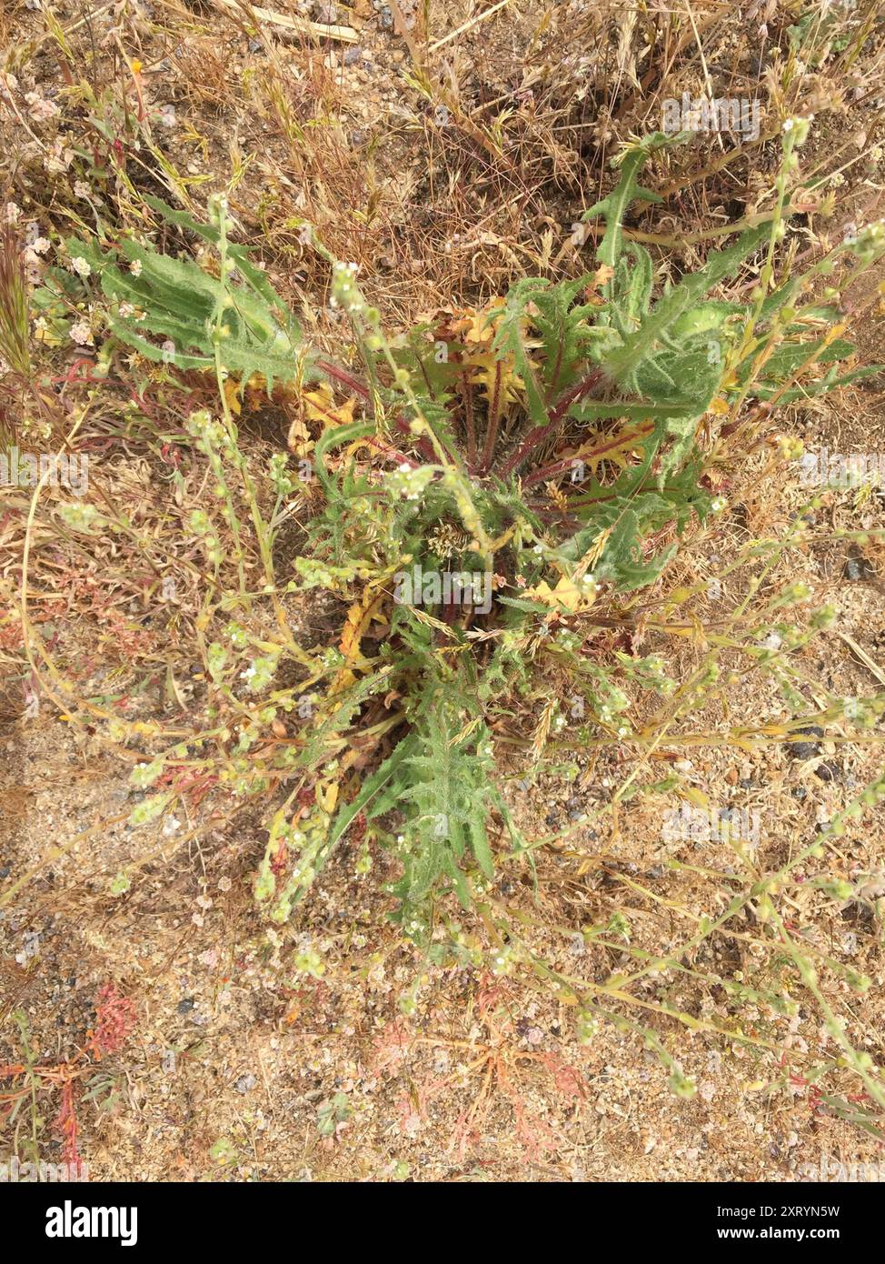 blessed thistle (Centaurea benedicta) Plantae Stock Photo - Alamy