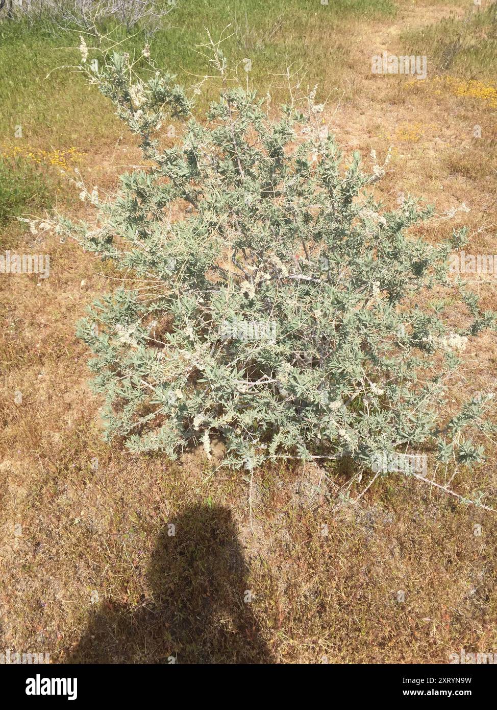 fourwing saltbush (Atriplex canescens canescens) Plantae Stock Photo ...