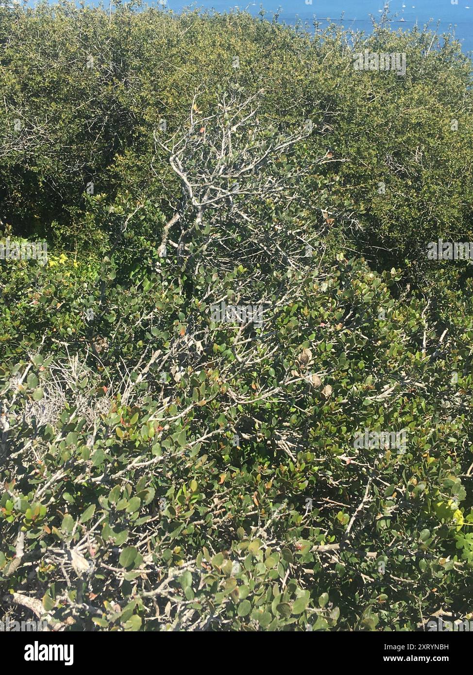 lemonade berry (Rhus integrifolia) Plantae Stock Photo - Alamy
