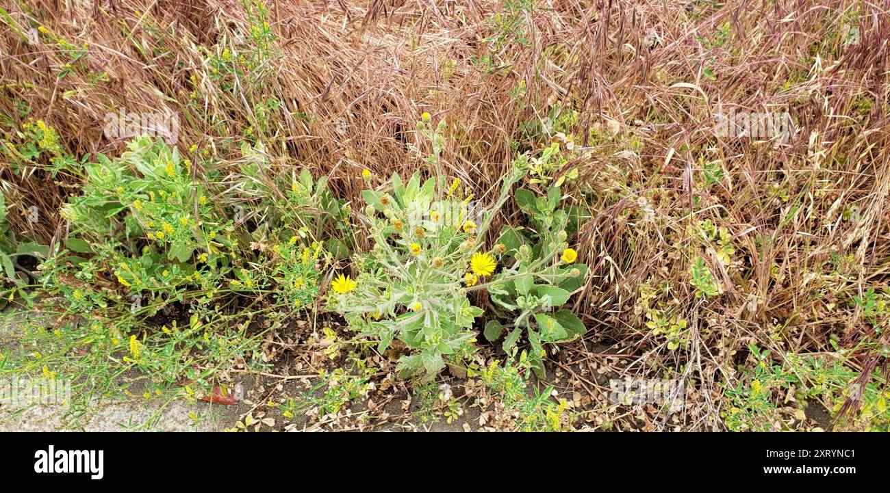 Telegraphweed (Heterotheca grandiflora) Plantae Stock Photo - Alamy