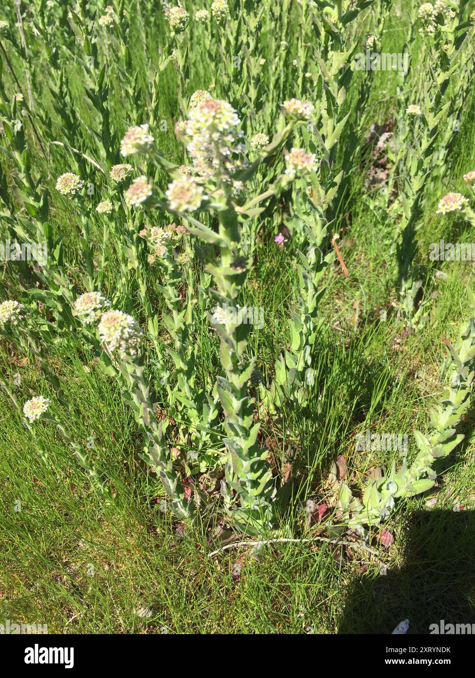 field peppergrass (Lepidium campestre) Plantae Stock Photo - Alamy