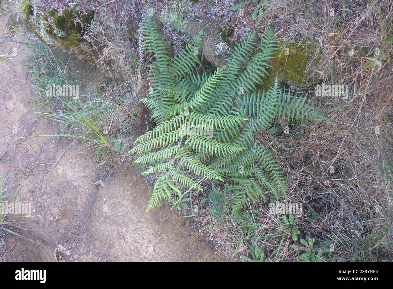 silver fern (Cyathea dealbata) Plantae Stock Photo - Alamy