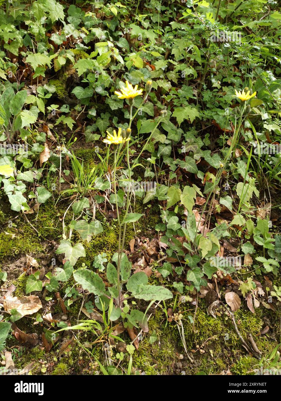 Wall hawkweed (Hieracium murorum) Plantae Stock Photo - Alamy