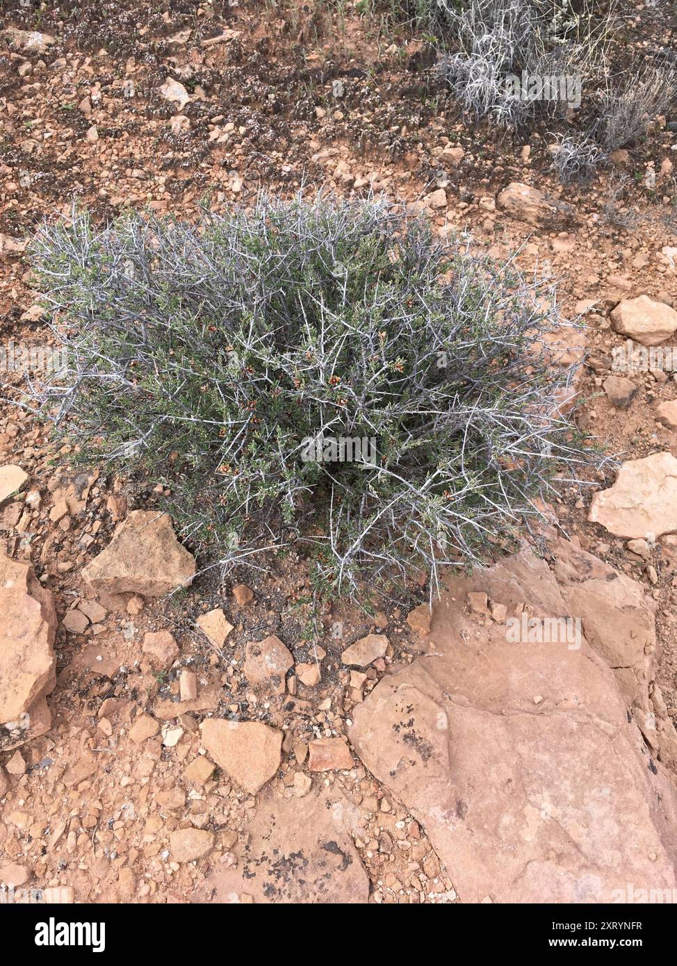 Blackbrush (Coleogyne ramosissima) Plantae Stock Photo - Alamy