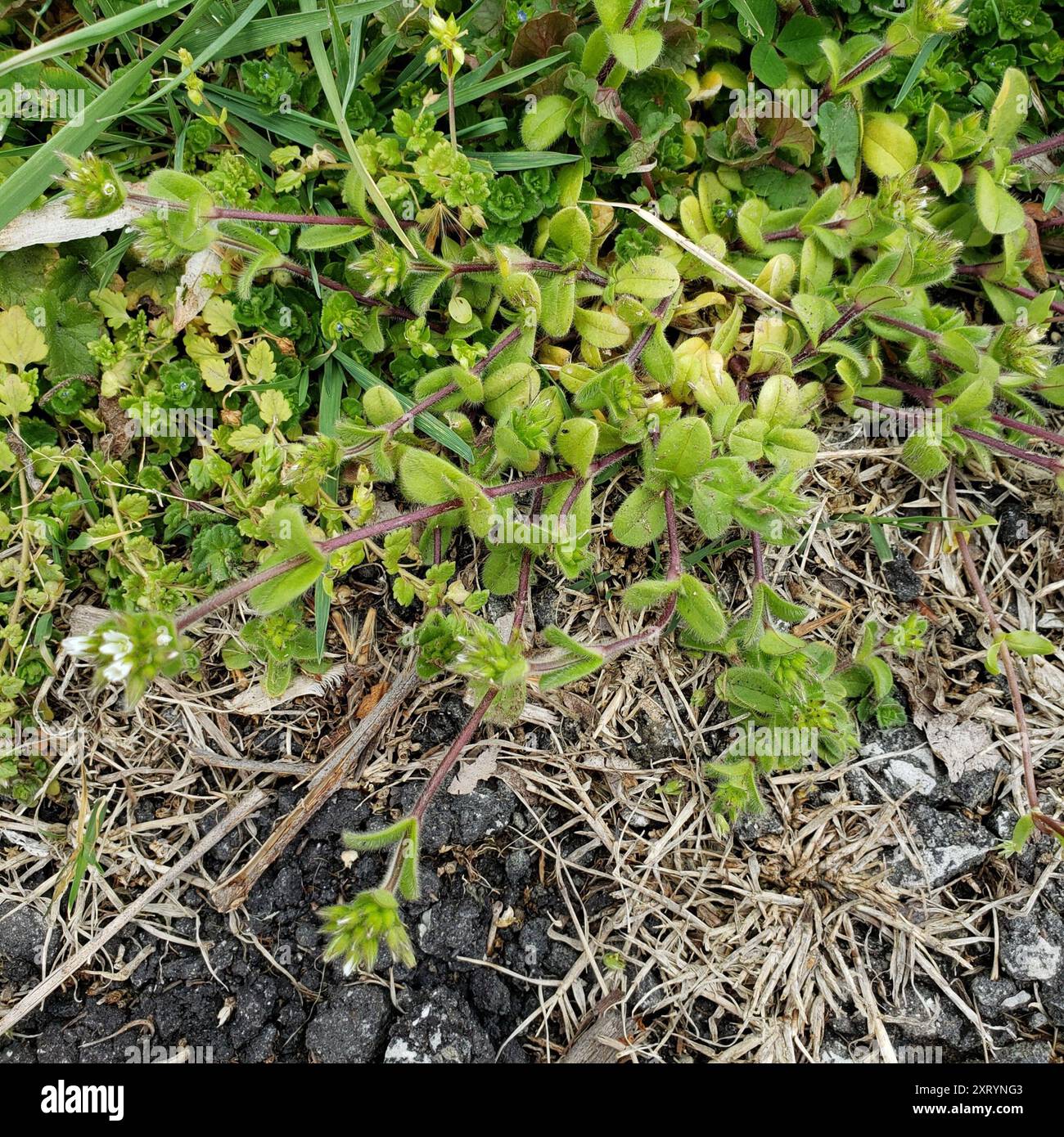 Sticky mouse-ear chickweed (Cerastium glomeratum) Plantae Stock Photo ...