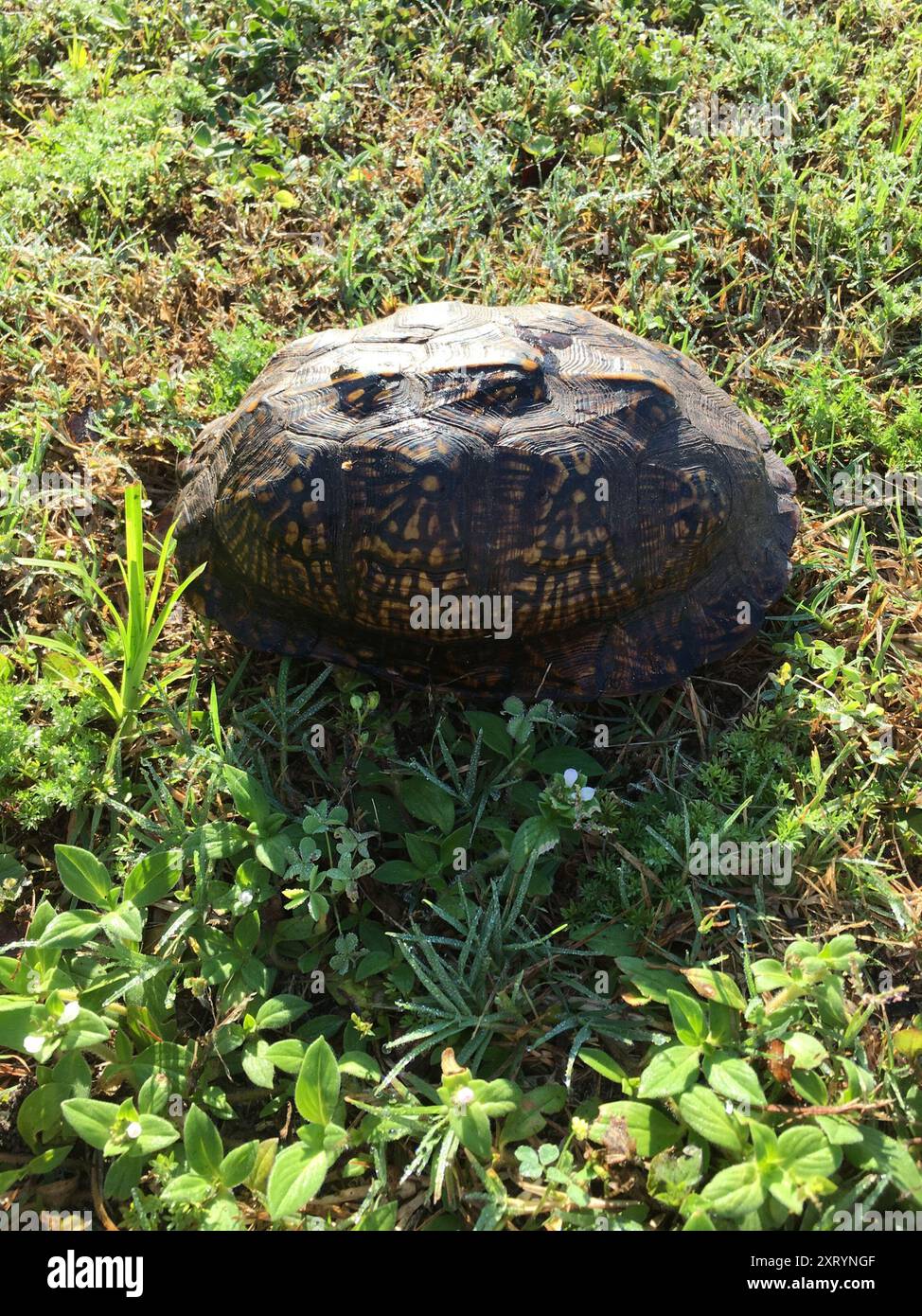 Gulf Coast Box Turtle (Terrapene carolina major) Reptilia Stock Photo ...