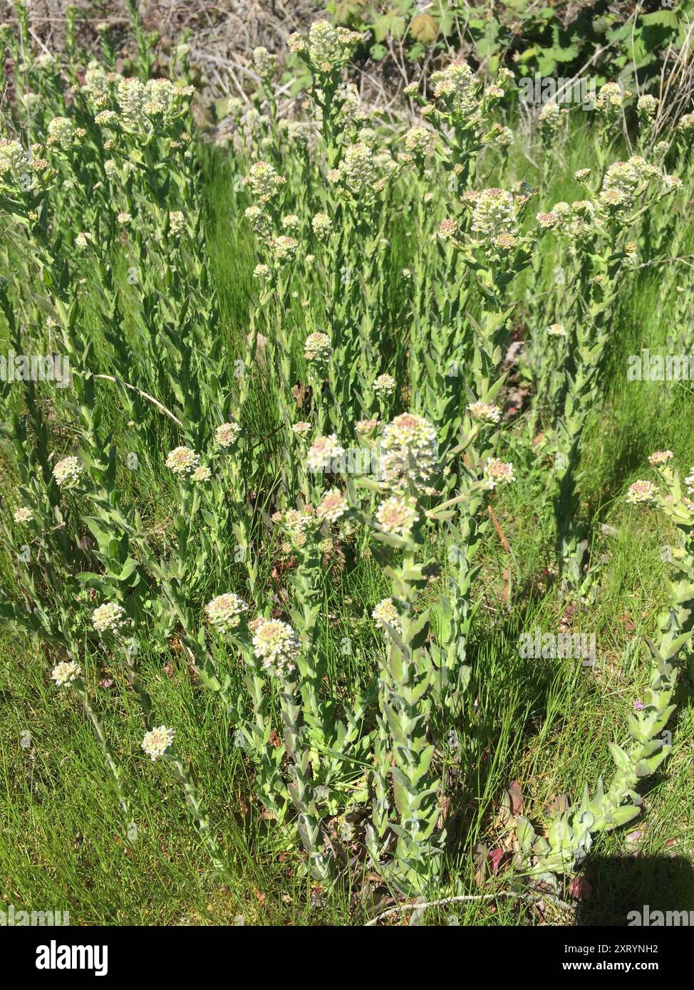 field peppergrass (Lepidium campestre) Plantae Stock Photo - Alamy
