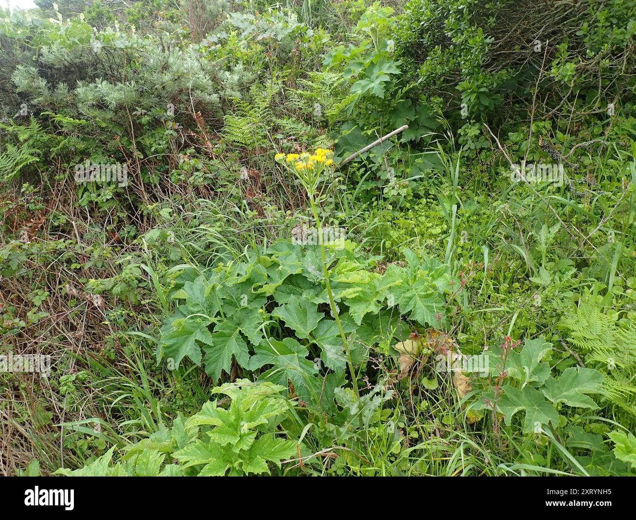 rayless ragwort (Senecio aronicoides) Plantae Stock Photo - Alamy
