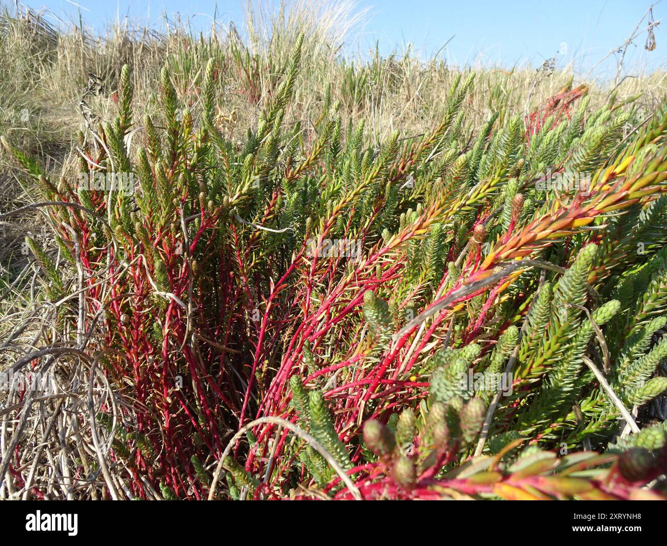 Sea Spurge (Euphorbia paralias) Plantae Stock Photo - Alamy