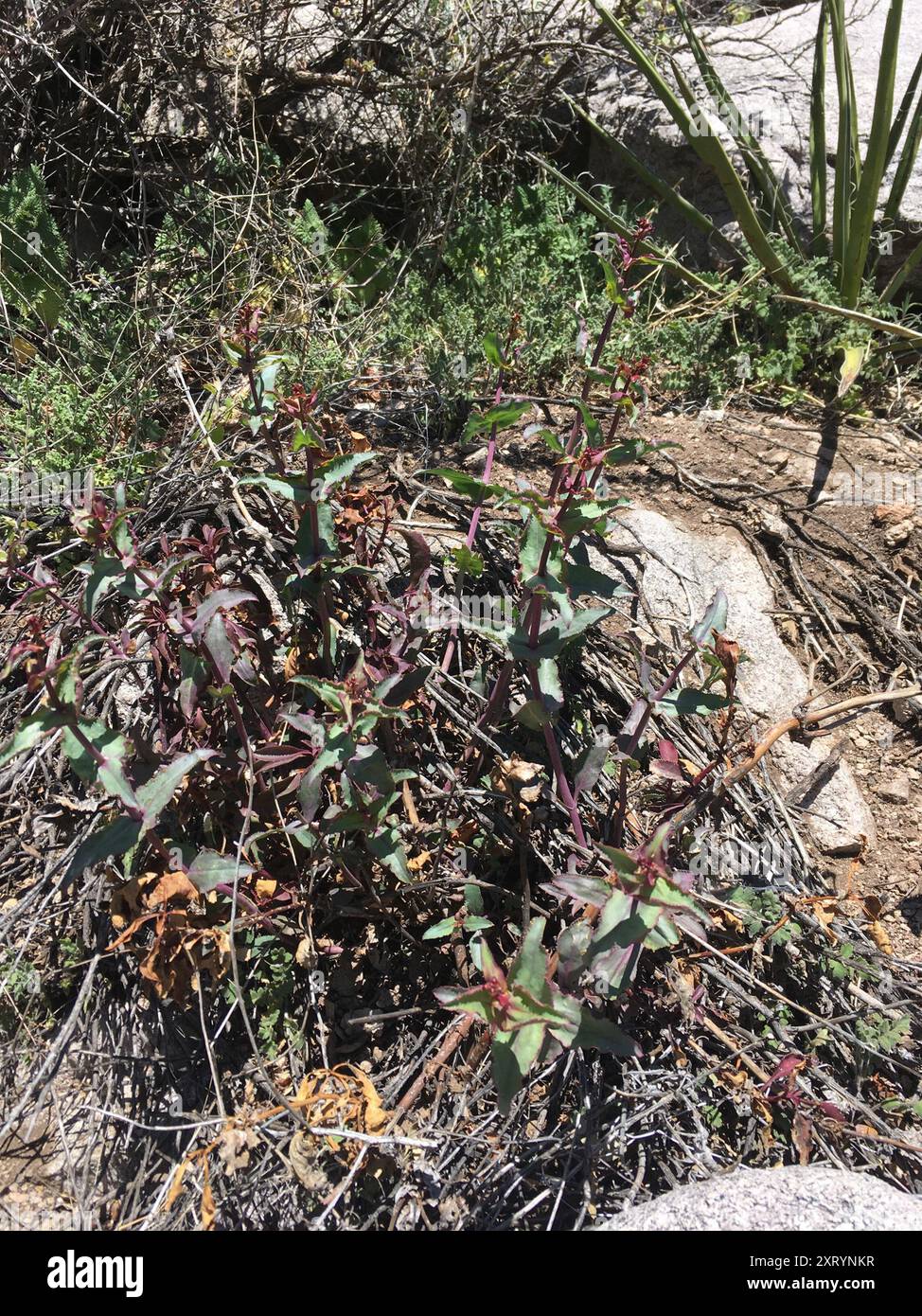 desert penstemon (Penstemon pseudospectabilis) Plantae Stock Photo - Alamy