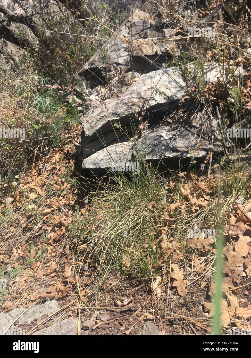 Muttongrass (Poa fendleriana) Plantae Stock Photo - Alamy