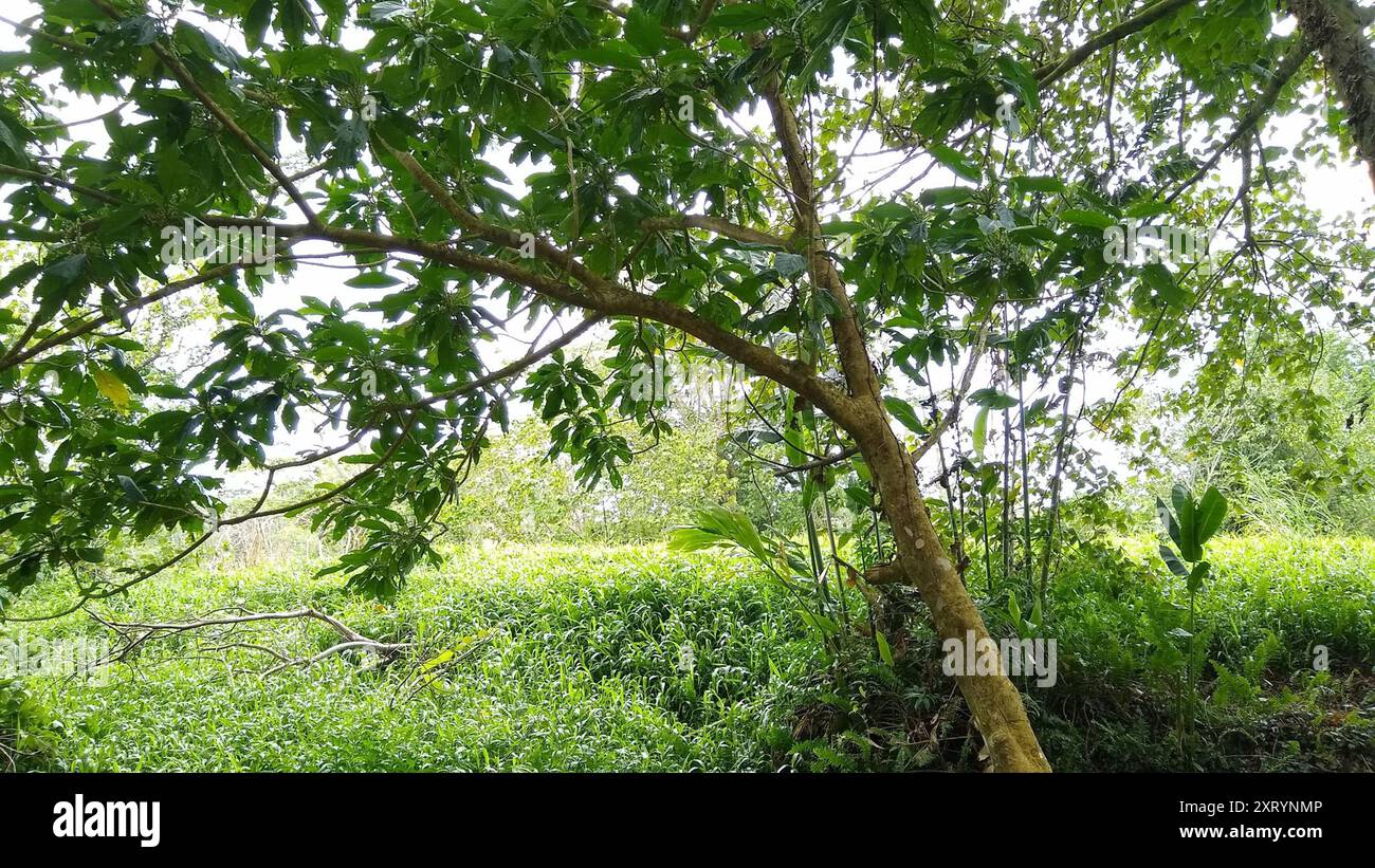 (Claoxylon carolinianum) Plantae Stock Photo - Alamy