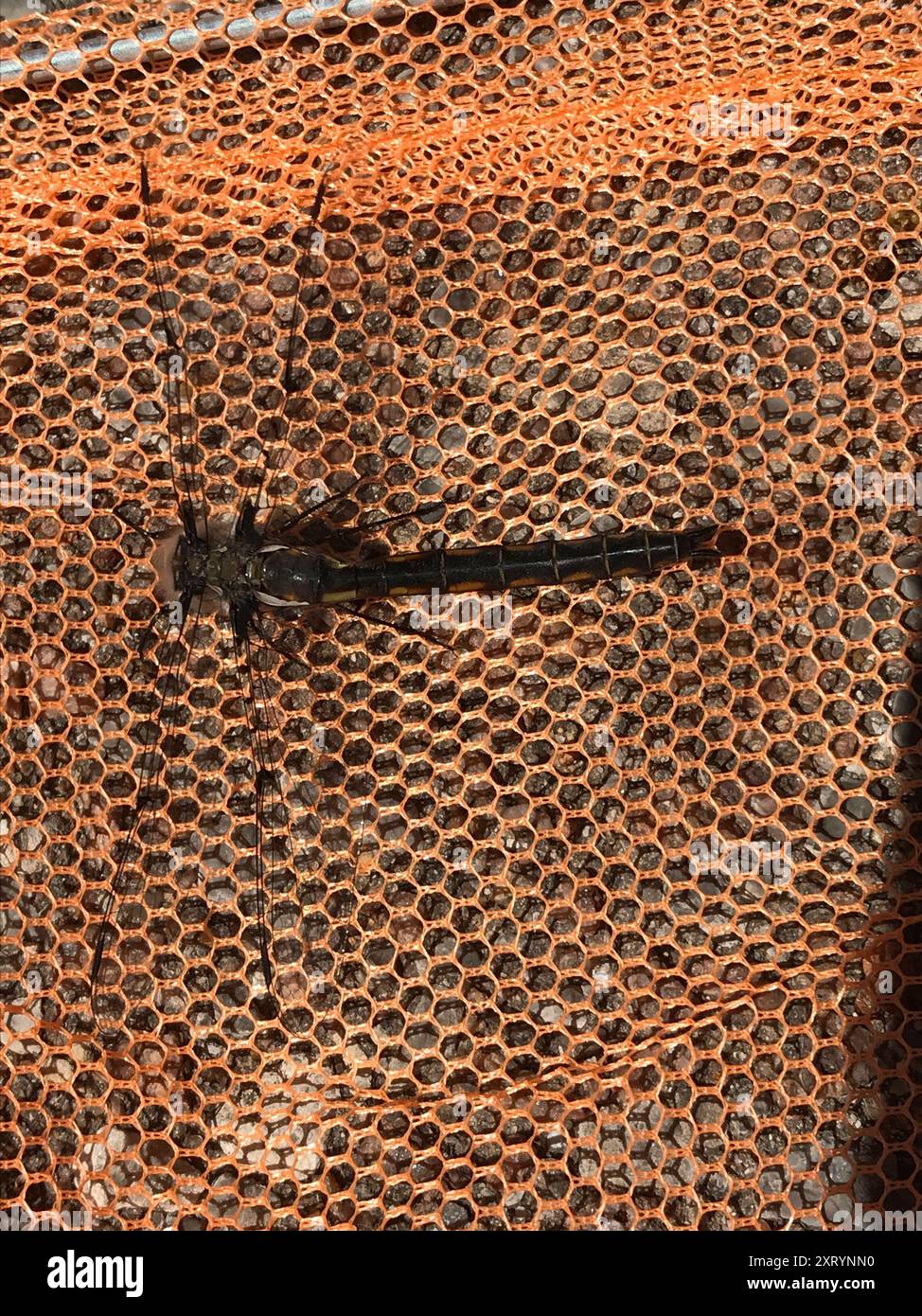 Clubtails (Gomphidae) Insecta Stock Photo - Alamy