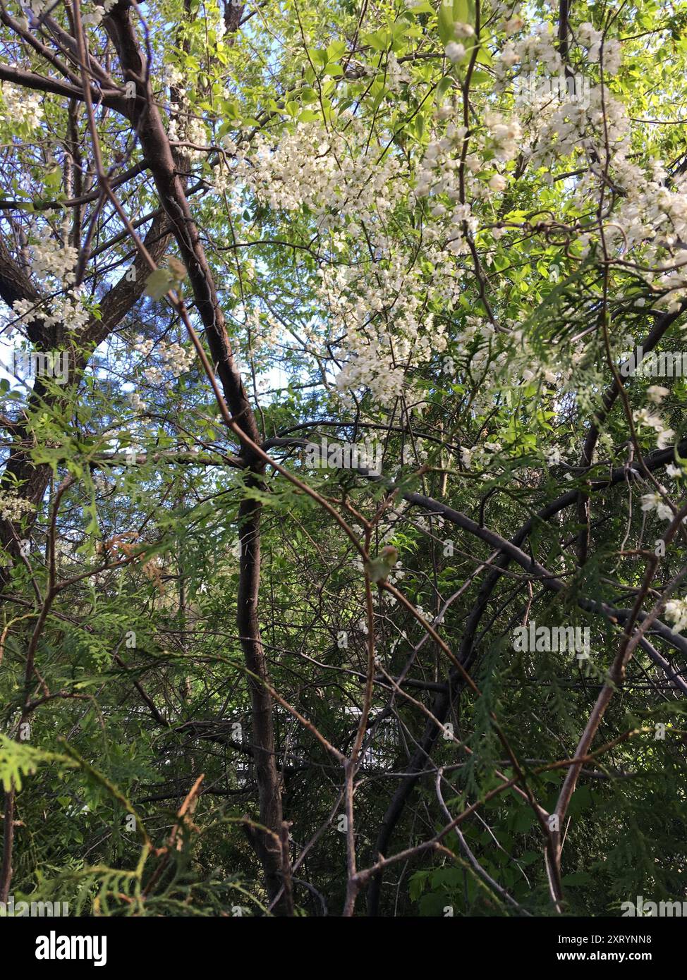 American plum (Prunus americana) Plantae Stock Photo - Alamy