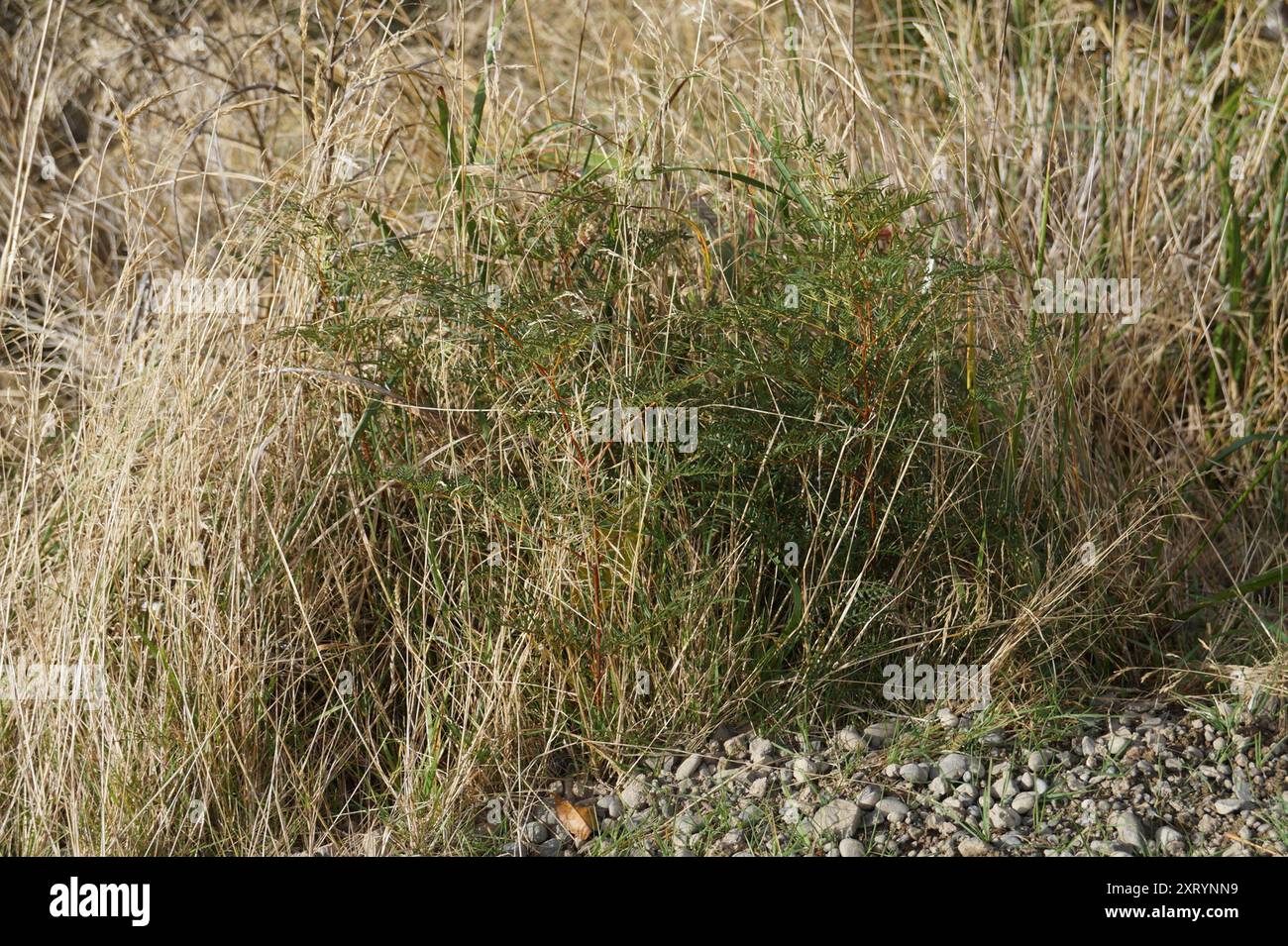 Austral Bracken (Pteridium esculentum) Plantae Stock Photo - Alamy