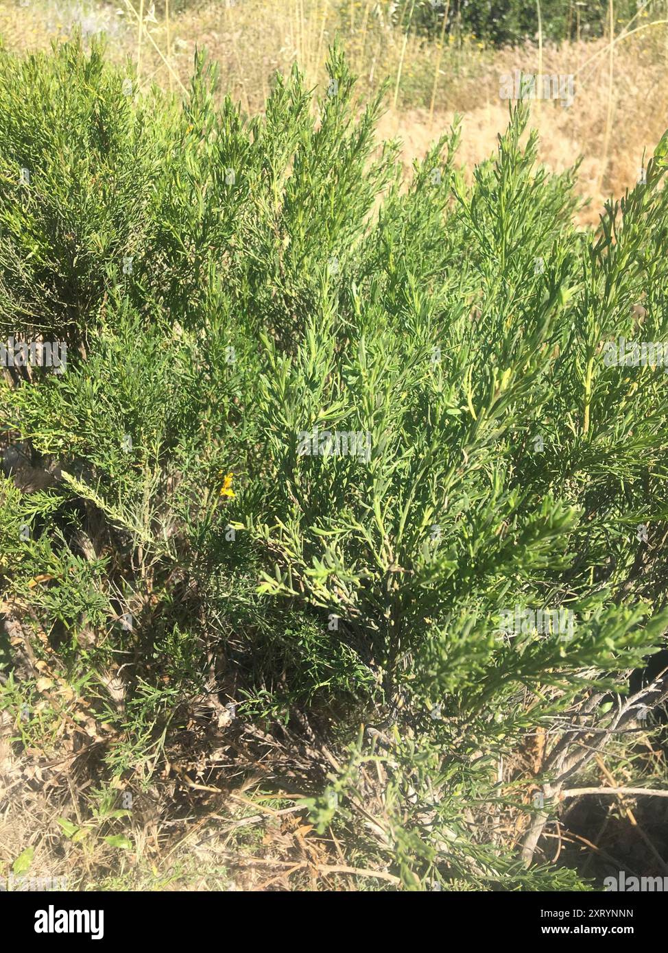 Desert Broom (Baccharis sarothroides) Plantae Stock Photo - Alamy