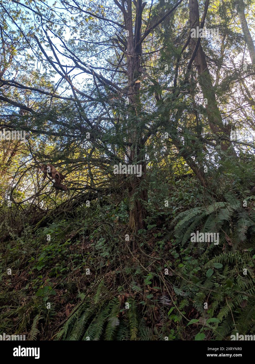 Pacific yew (Taxus brevifolia) Plantae Stock Photo - Alamy