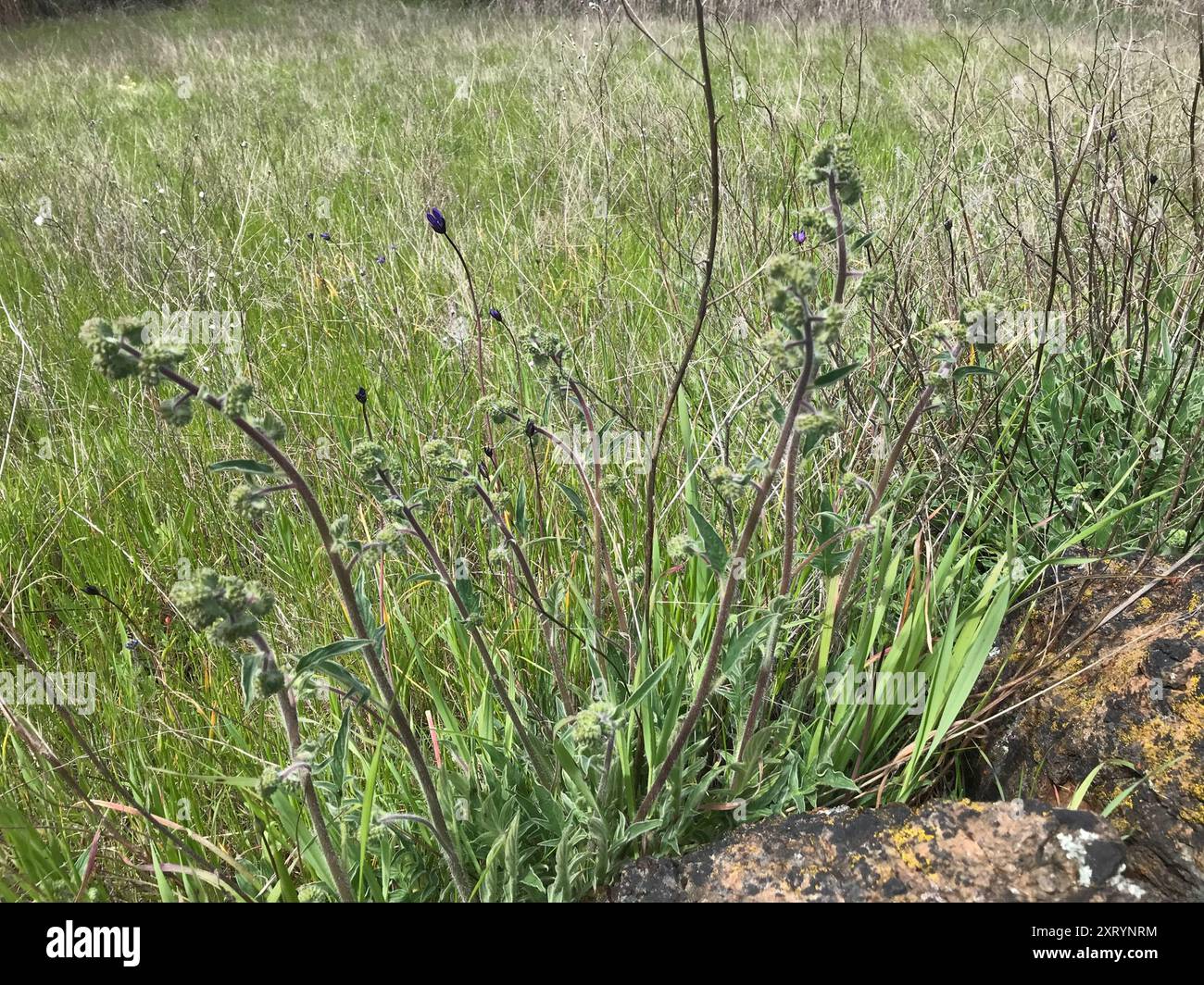 borage family (Boraginaceae) Plantae Stock Photo - Alamy
