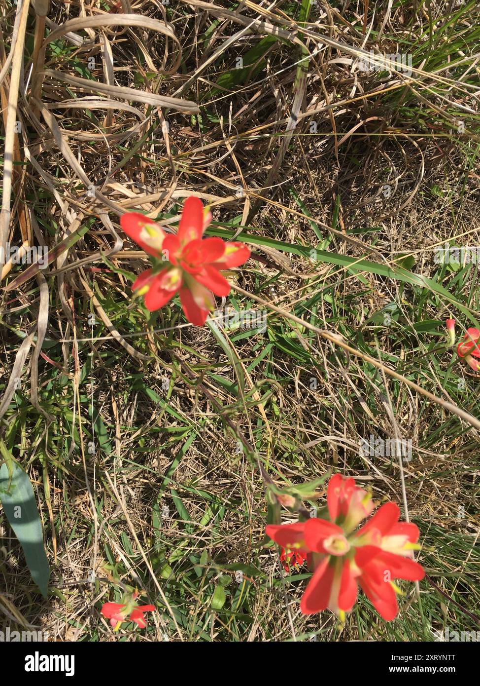 Texas Paintbrush (Castilleja indivisa) Plantae Stock Photo - Alamy