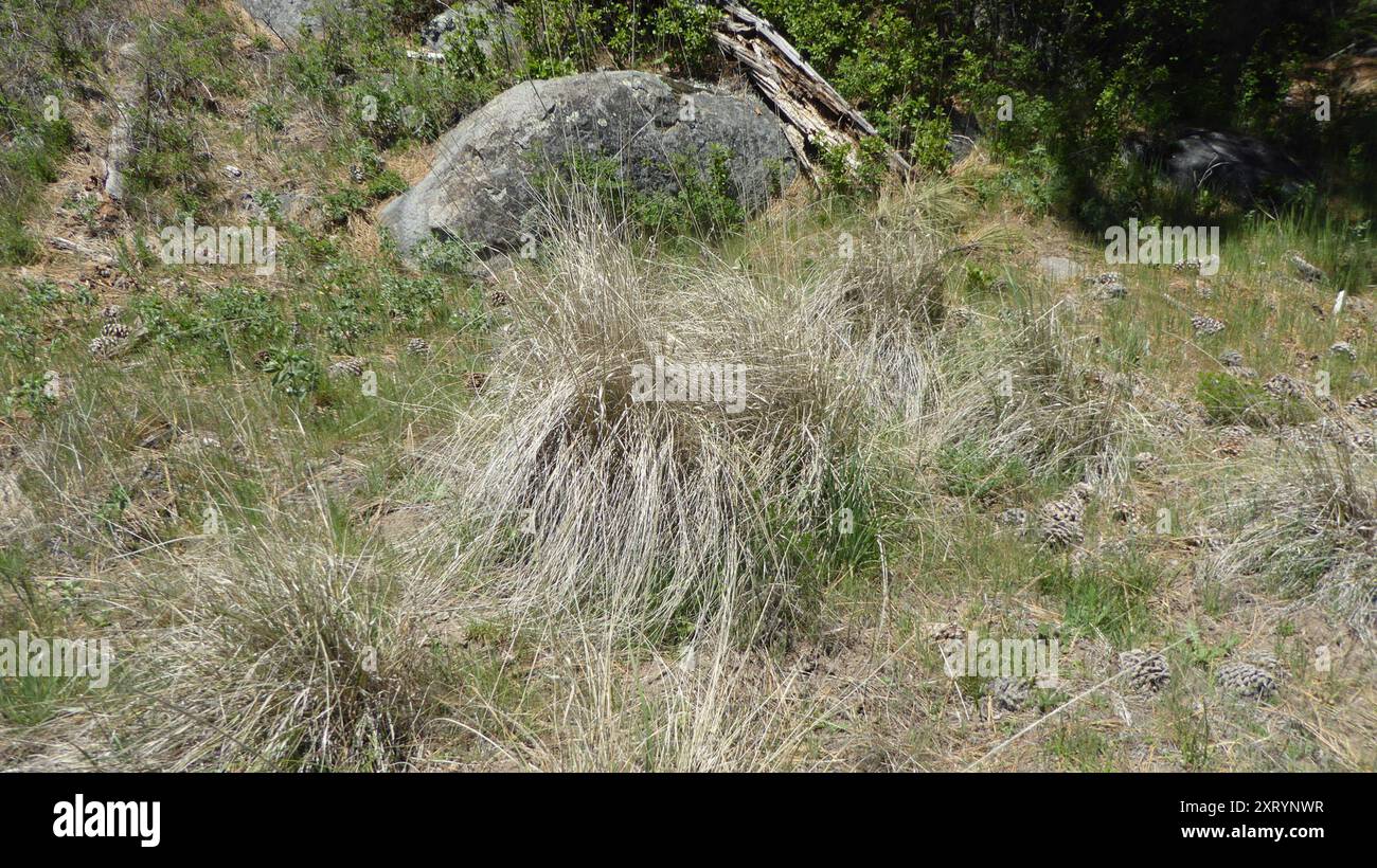 deergrass (Muhlenbergia rigens) Plantae Stock Photo - Alamy