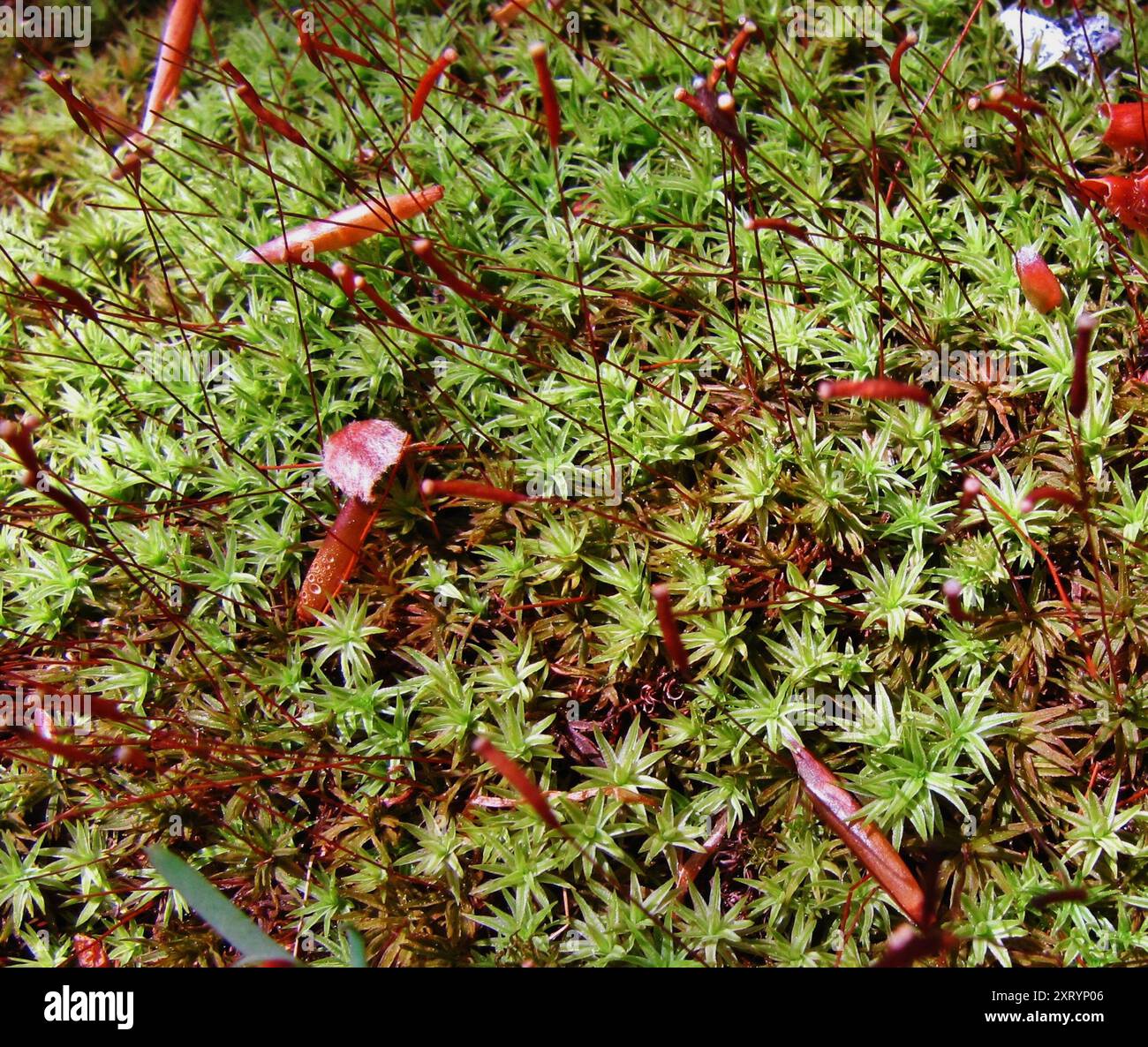 lesser smoothcap (Atrichum angustatum) Plantae Stock Photo - Alamy