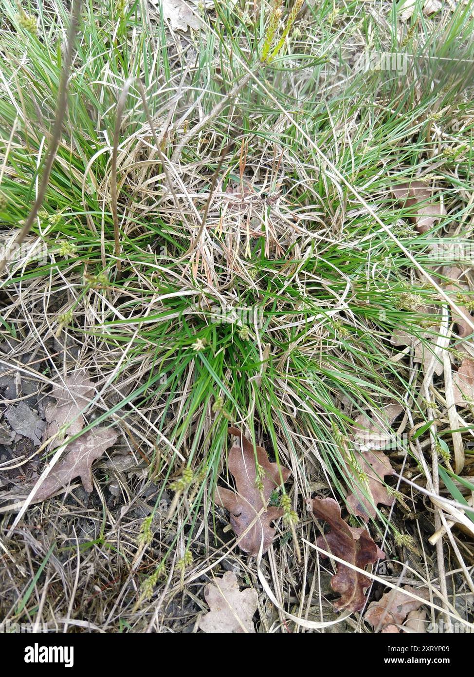 Pill Sedge (Carex pilulifera) Plantae Stock Photo - Alamy