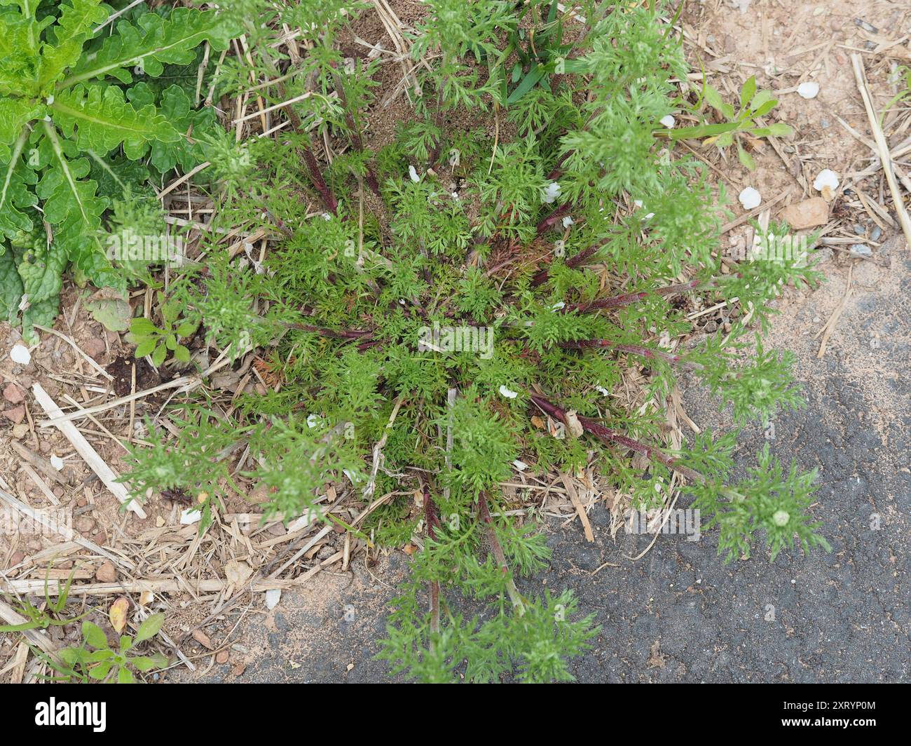 vascular plants (Tracheophyta) Plantae Stock Photo - Alamy
