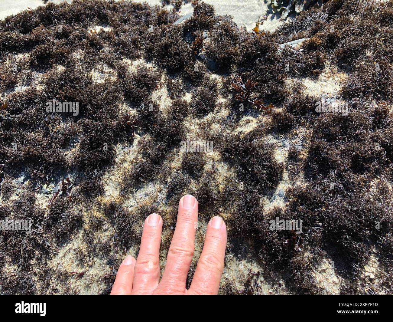 Scouring-pad alga (Endocladia muricata) Plantae Stock Photo - Alamy