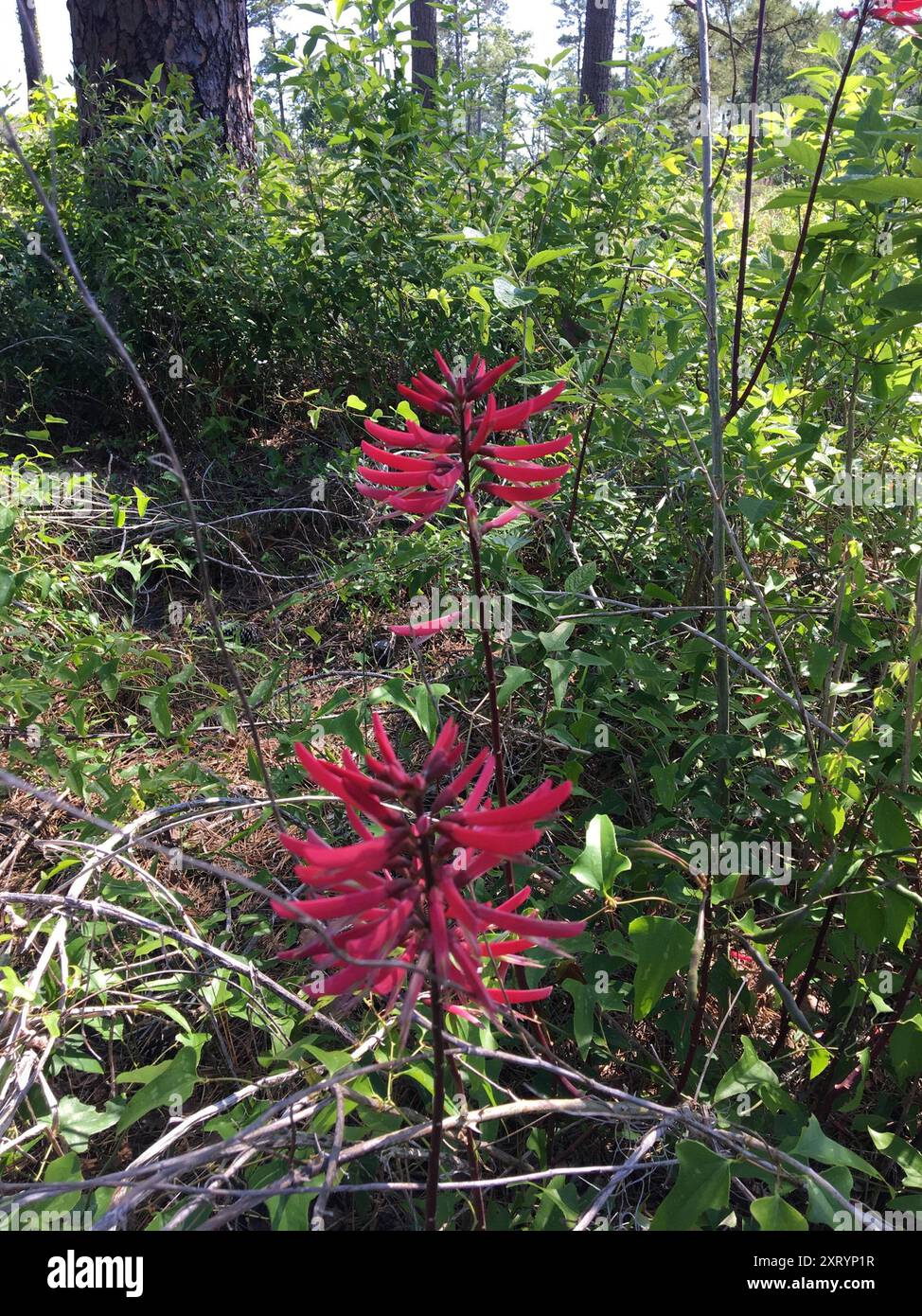 Coral Bean (Erythrina herbacea) Plantae Stock Photo - Alamy