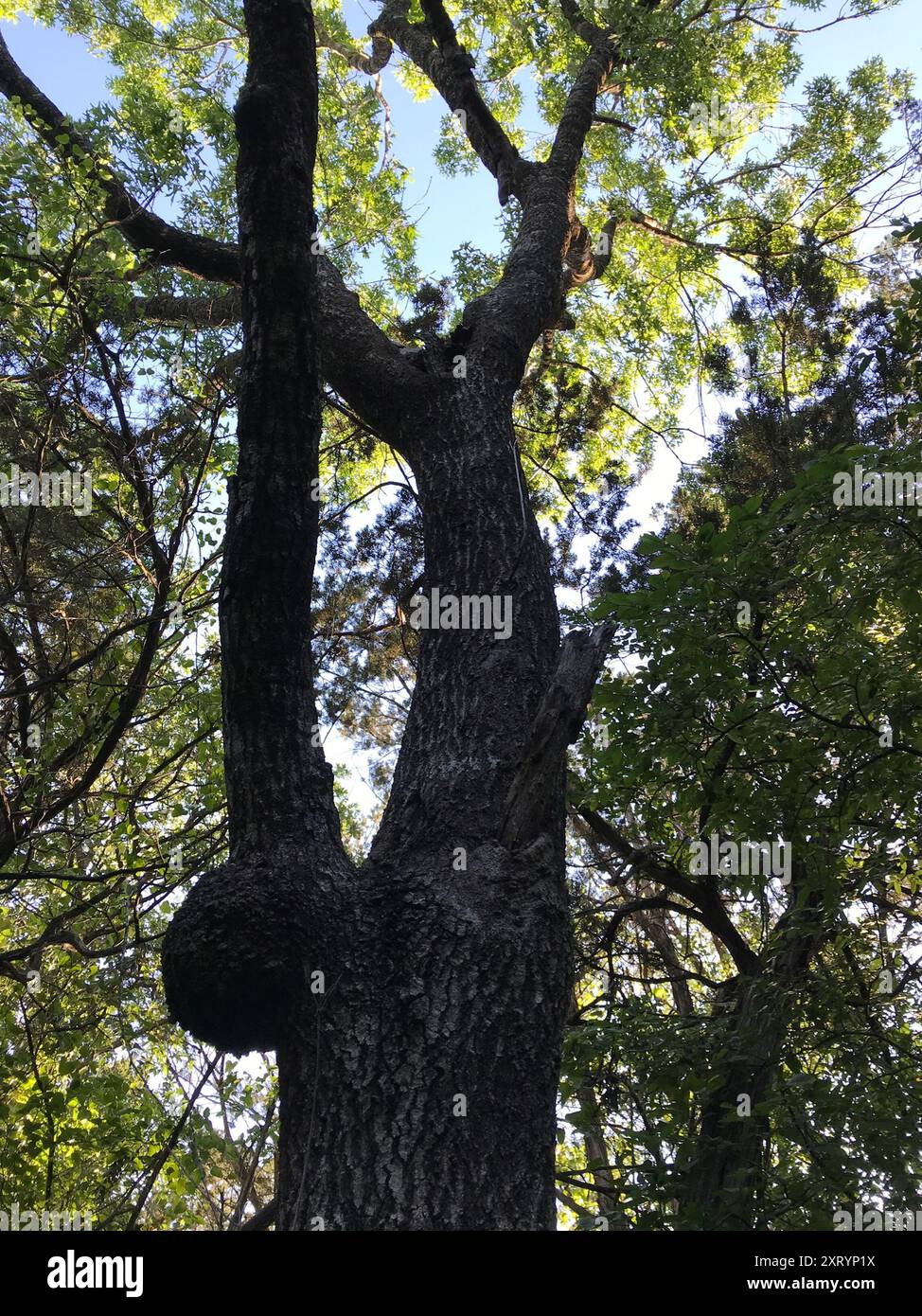 Buckley's oak (Quercus buckleyi) Plantae Stock Photo - Alamy