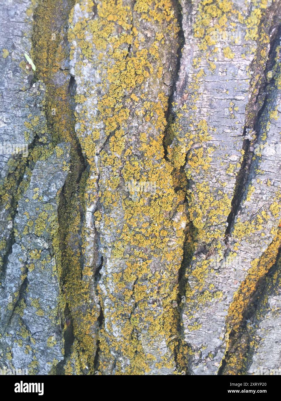 Candleflame Lichen (Candelaria concolor) Fungi Stock Photo - Alamy