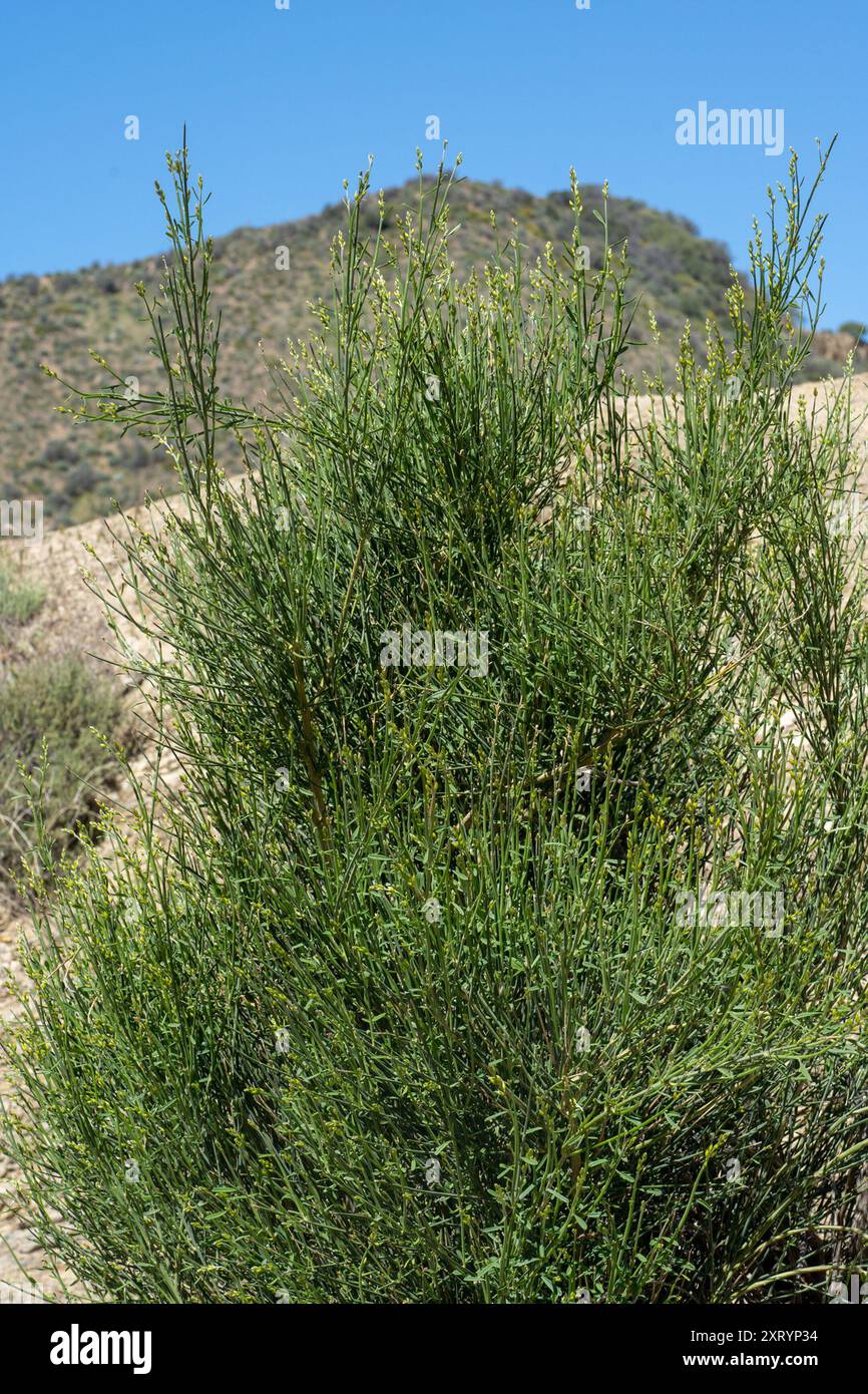 Spanish Broom (Spartium junceum) Plantae Stock Photo - Alamy