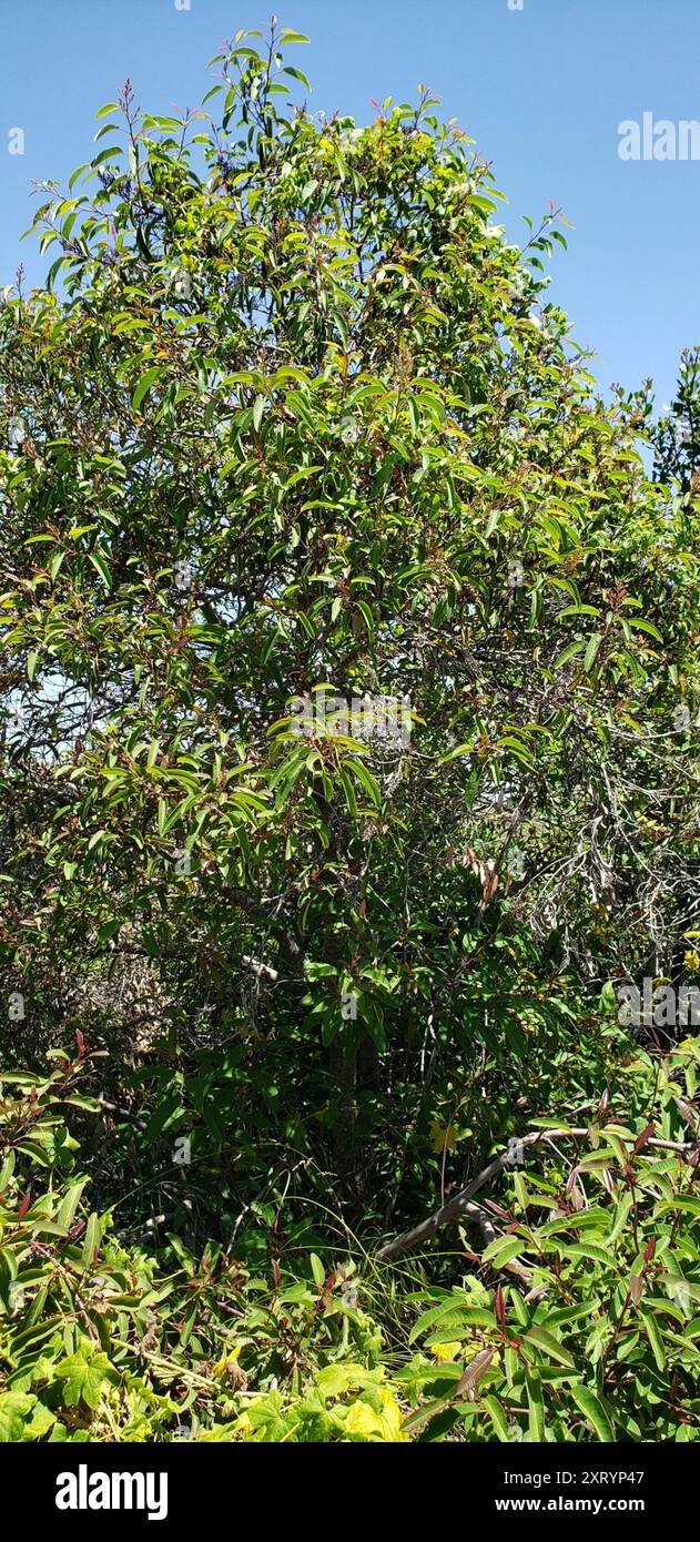 laurel sumac (Malosma laurina) Plantae Stock Photo - Alamy