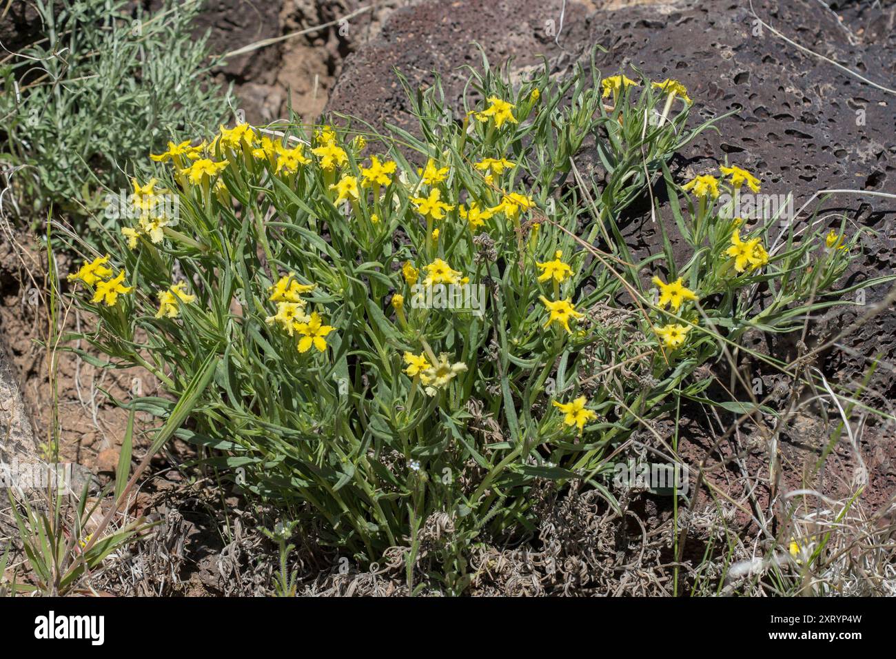 narrowleaf puccoon (Lithospermum incisum) Plantae Stock Photo - Alamy