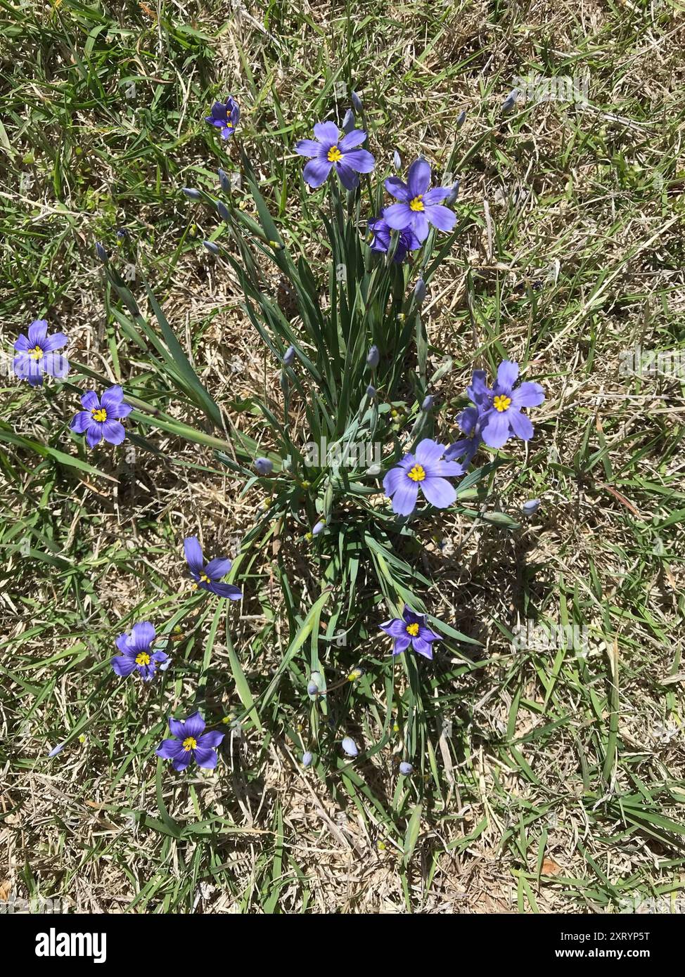 blue-eyed grasses (Sisyrinchium) Plantae Stock Photo - Alamy
