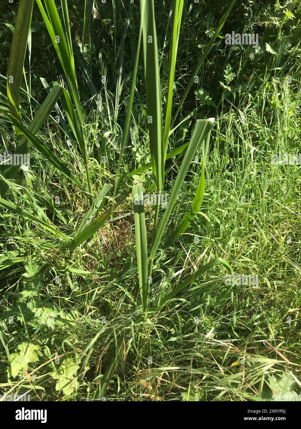 giant wild rye (Leymus condensatus) Plantae Stock Photo - Alamy