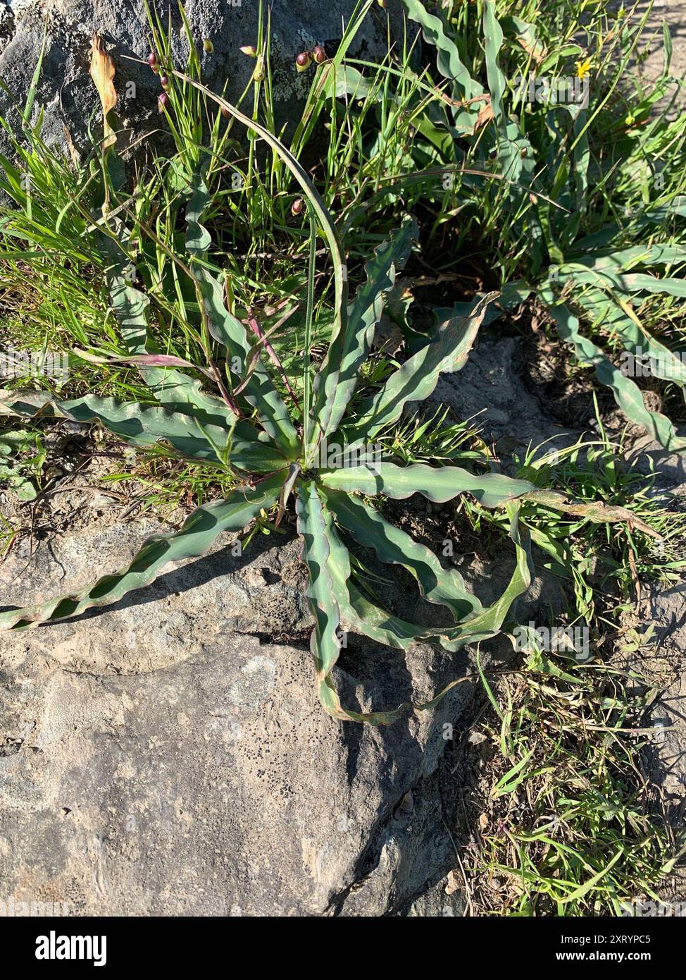 wavy-leafed soap plant (Chlorogalum pomeridianum) Plantae Stock Photo ...