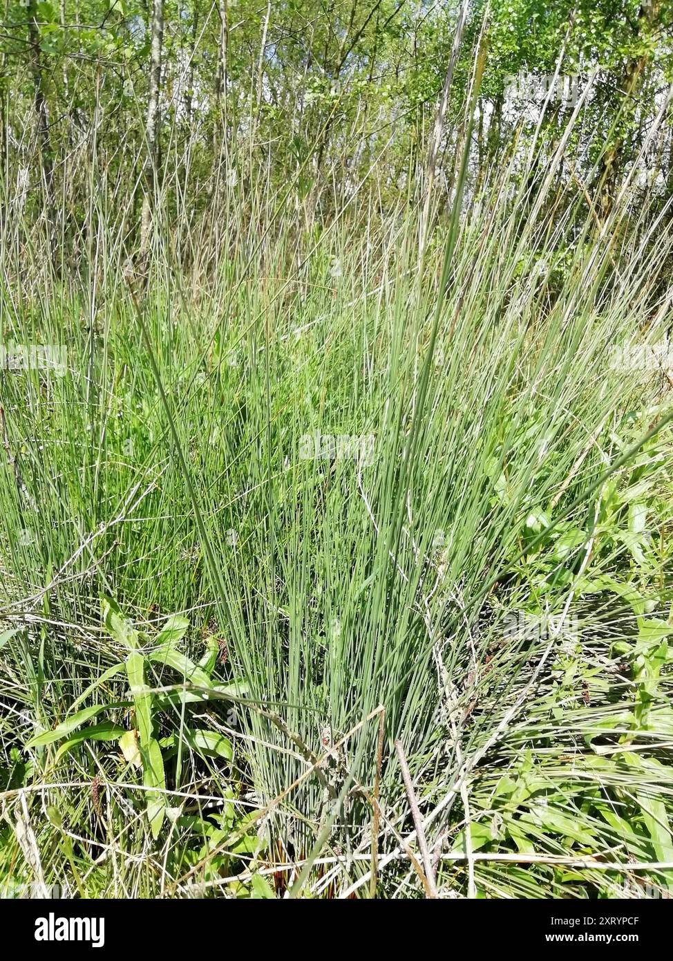 Hard Rush (Juncus inflexus) Plantae Stock Photo - Alamy