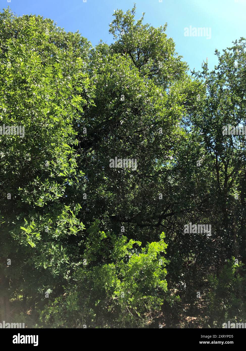 Texas live oak (Quercus fusiformis) Plantae Stock Photo - Alamy