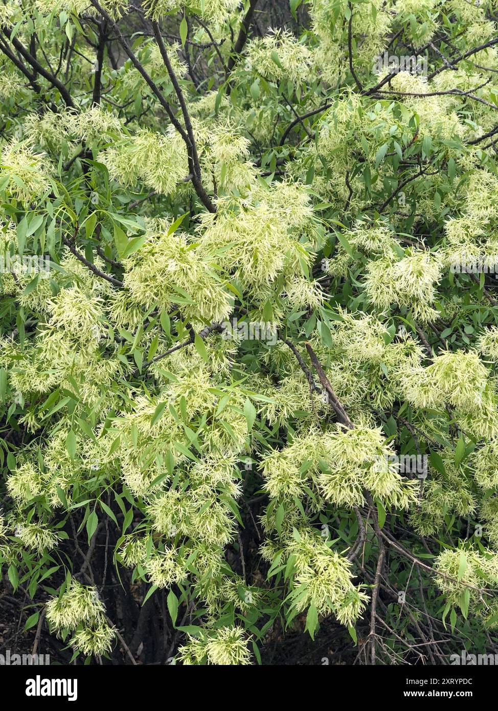Fraxinus cuspidata hi-res stock photography and images - Alamy