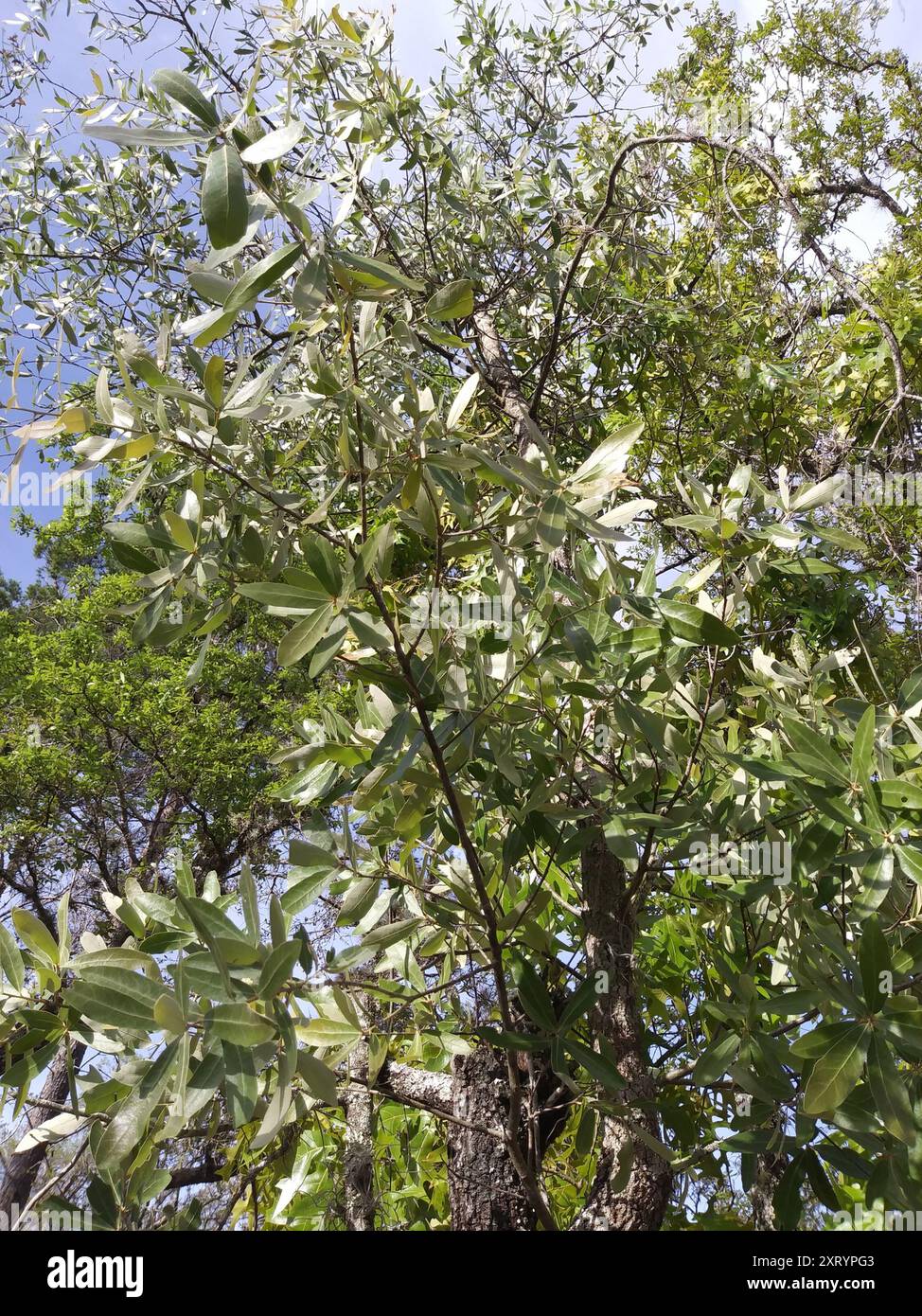 bluejack oak (Quercus incana) Plantae Stock Photo - Alamy