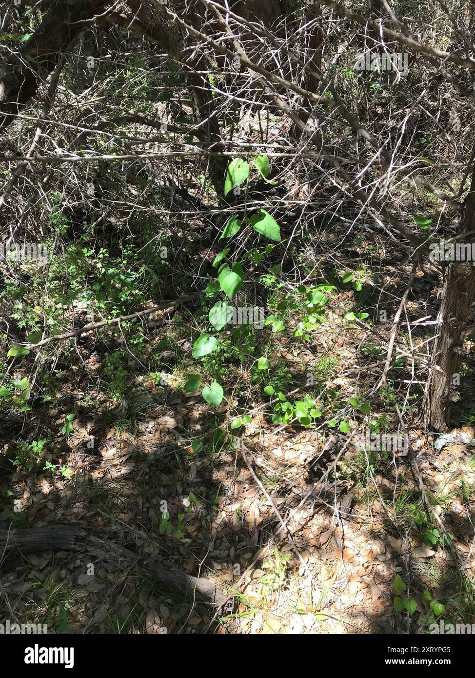 Pearl Milkweed (Matelea reticulata) Plantae Stock Photo - Alamy